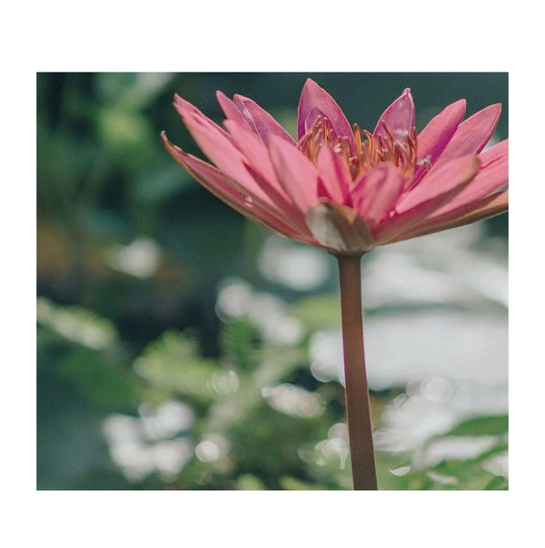 HYGGEE - All-In-One Essence 110m - Bellbees